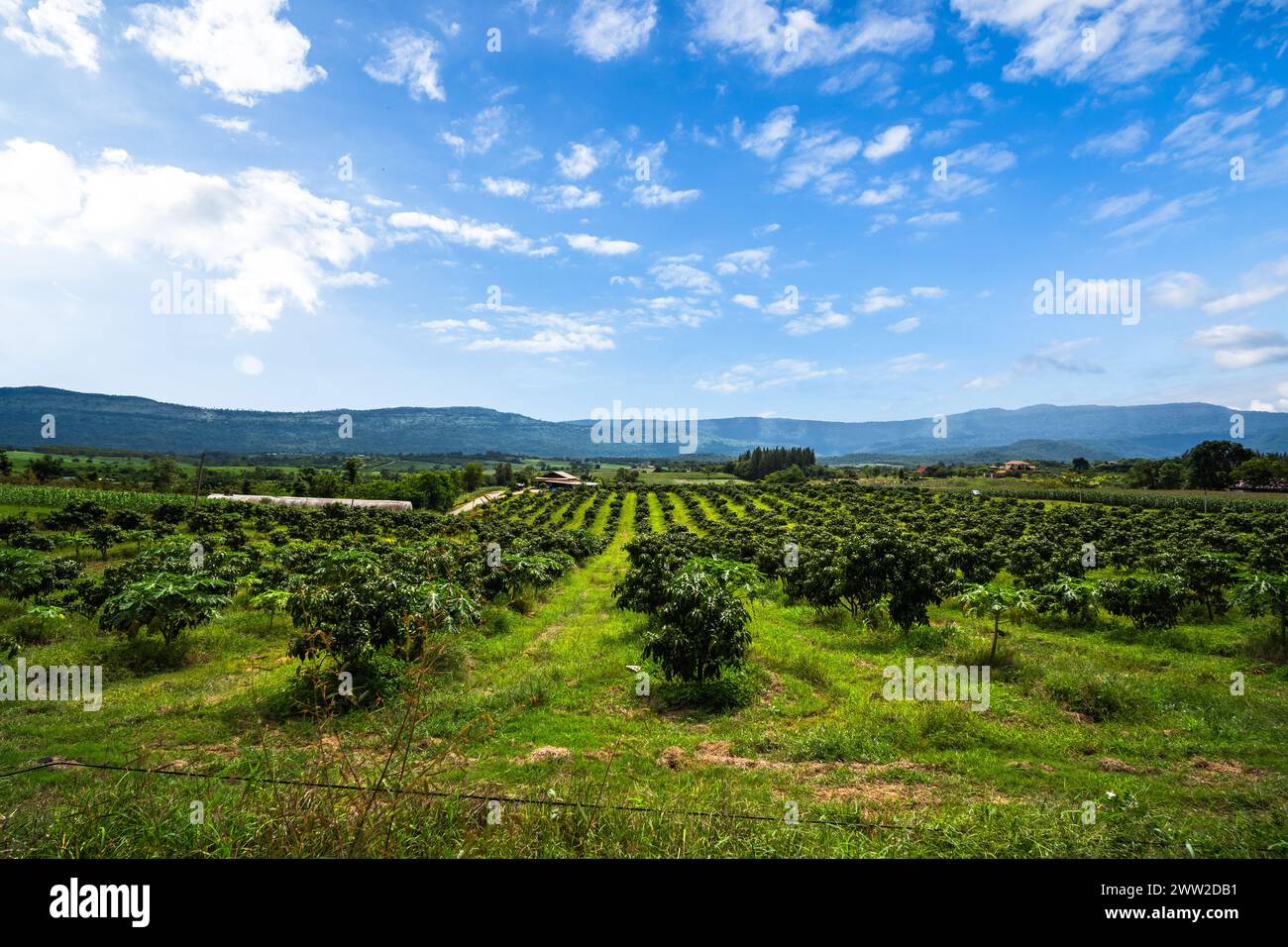 Mango trees on farm. Alley of mango trees on mountain midday with ...