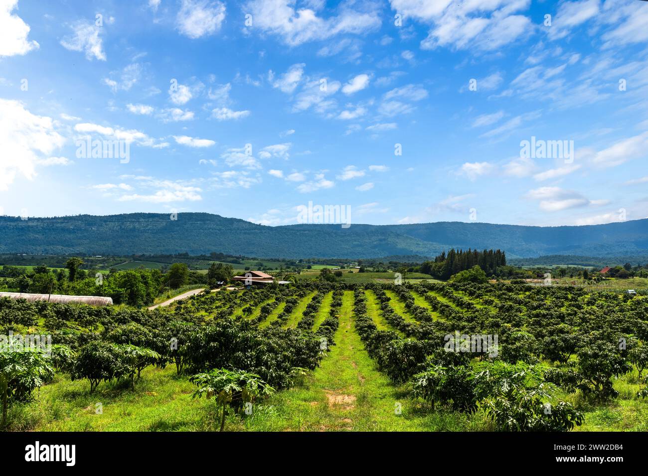 Mango trees on farm. Alley of mango trees on mountain midday with ...