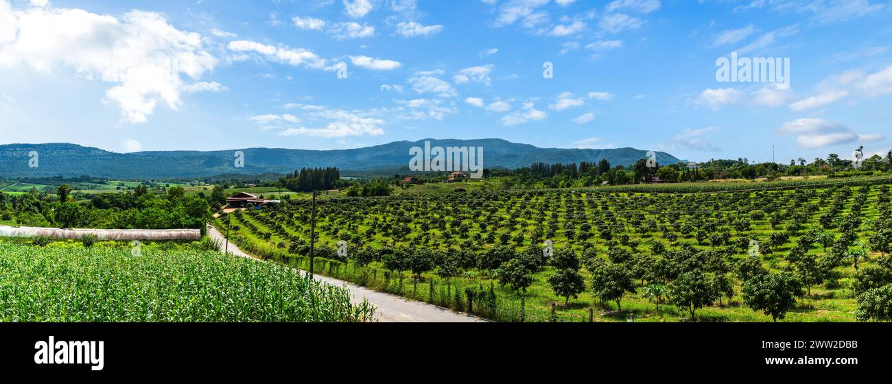 Mango trees on farm. Alley of mango trees on mountain midday with ...