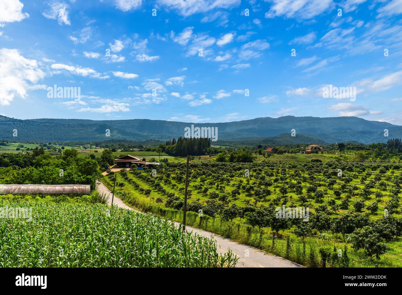 Mango trees on farm. Alley of mango trees on mountain midday with ...