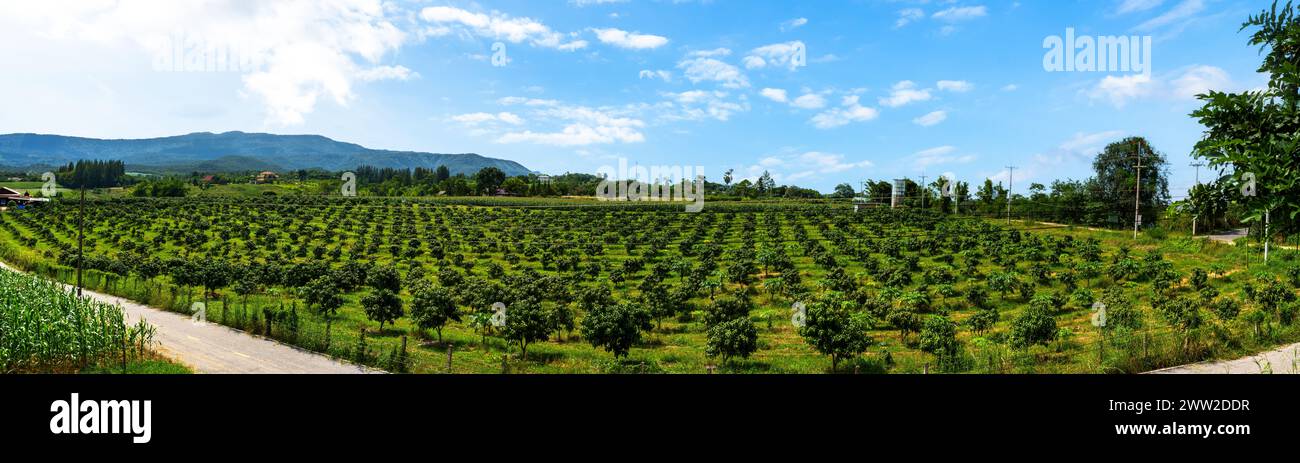 Mango trees on farm. Alley of mango trees on mountain midday with ...