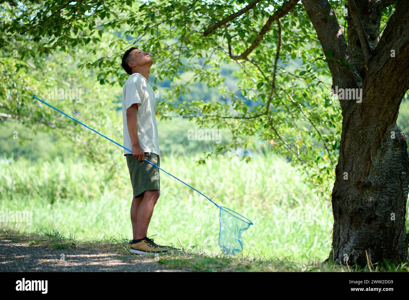 Asian butterfly hi-res stock photography and images - Alamy