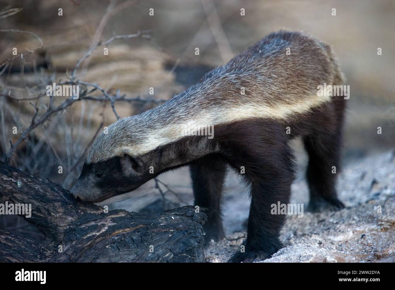 Honey Badger (Mellivora capensis) Kgalagadi Transfrontier Park, South ...