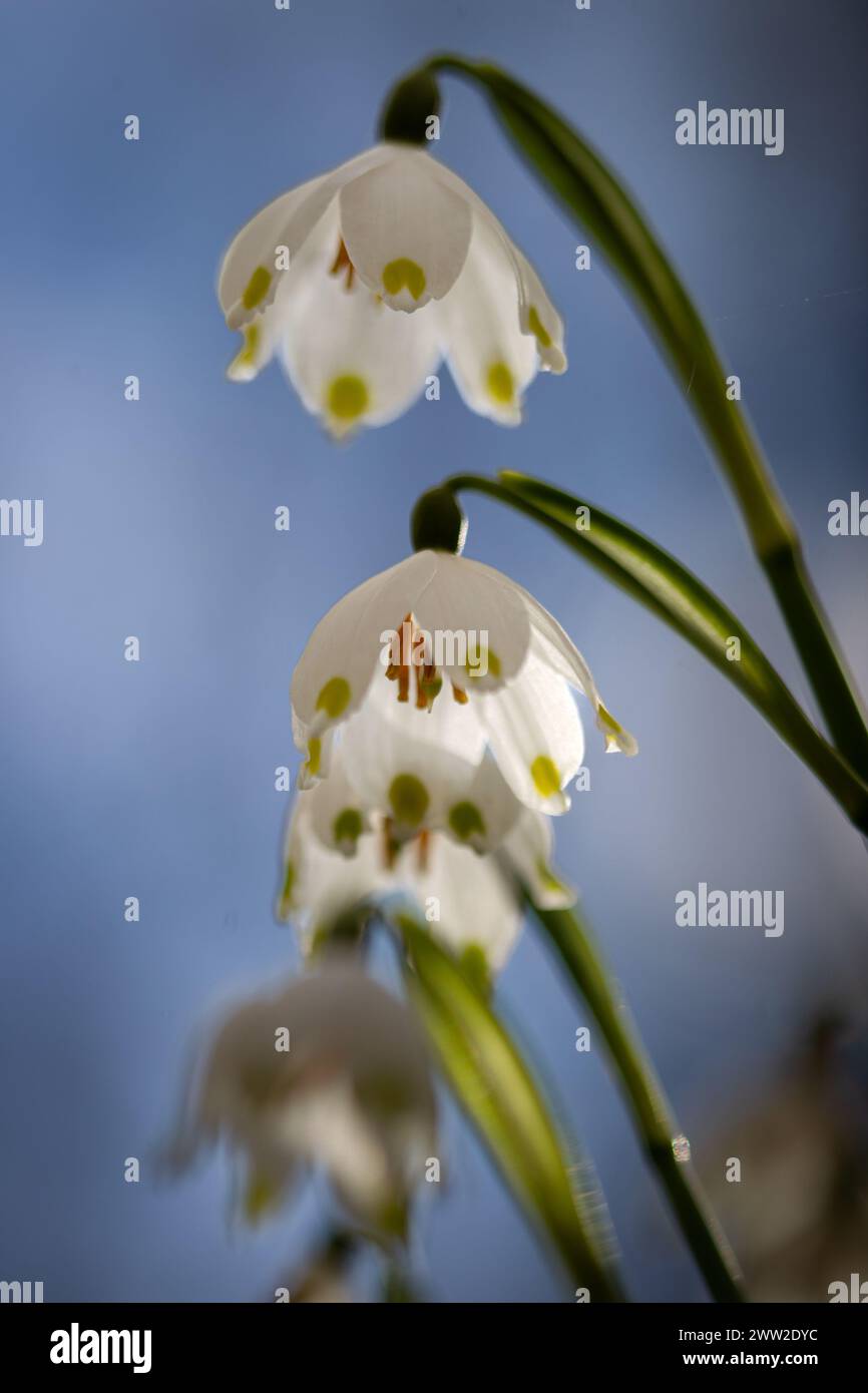 Beautiful spring snowflake flowers blooming in the forest, soft focus ...