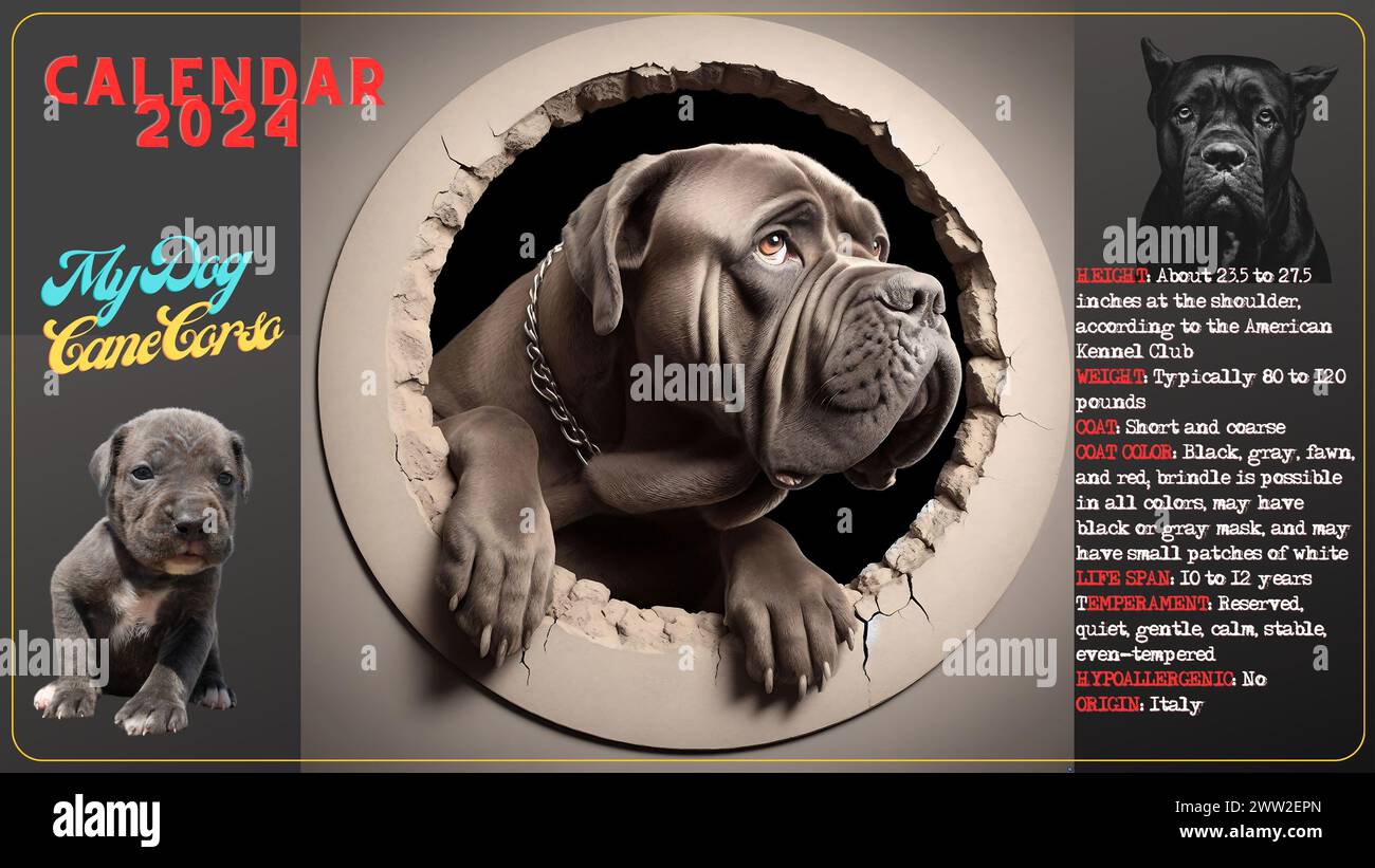 Cane corso art hi-res stock photography and images - Alamy