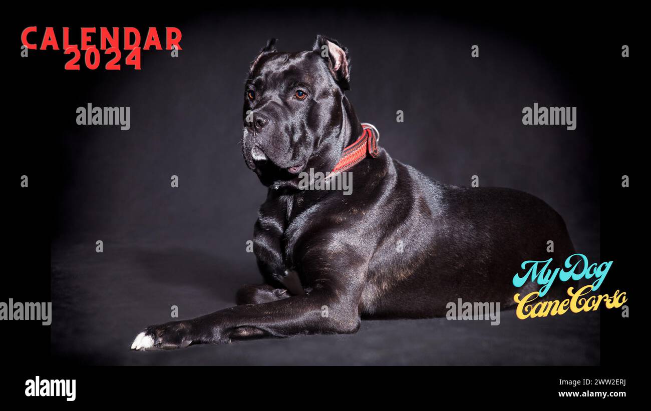 13 June My dog Cane Corso 12 month Calendar Stock Photo - Alamy