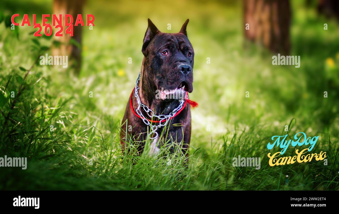 Cane corso art hi-res stock photography and images - Alamy