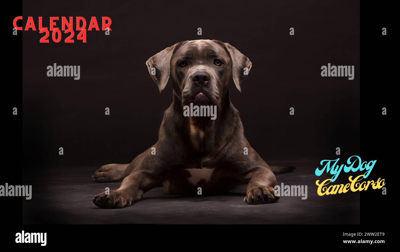 Four legged cane hi-res stock photography and images - Alamy