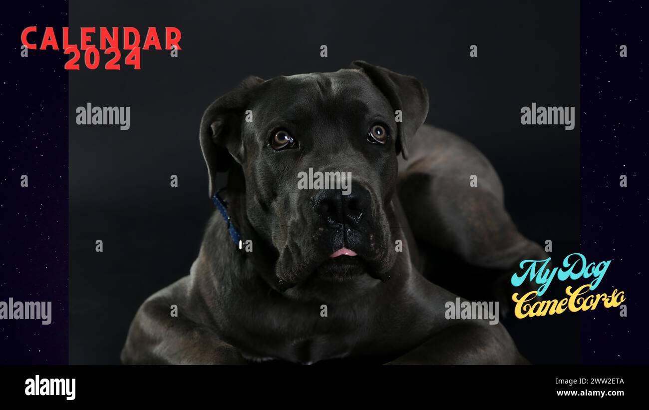 9 May dog Cane Corso 12 month Calendar Stock Photo - Alamy