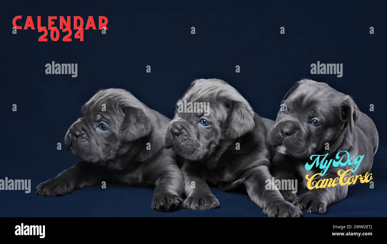 19 October My dog Cane Corso 12 month Calendar Stock Photo - Alamy