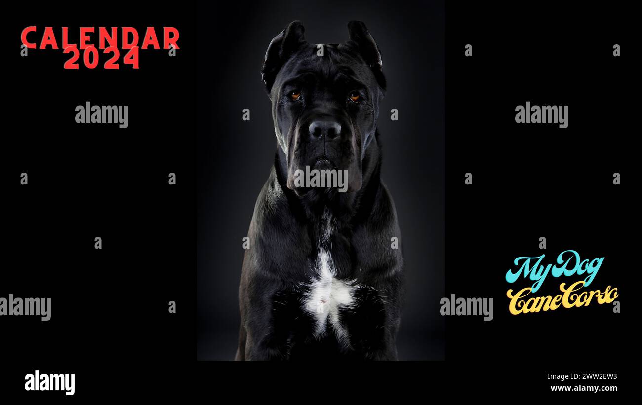 Cane corso art hi-res stock photography and images - Alamy