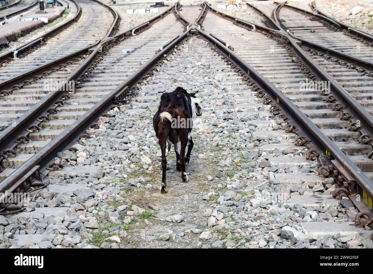 View of train Railway Tracks from the middle during daytime at ...