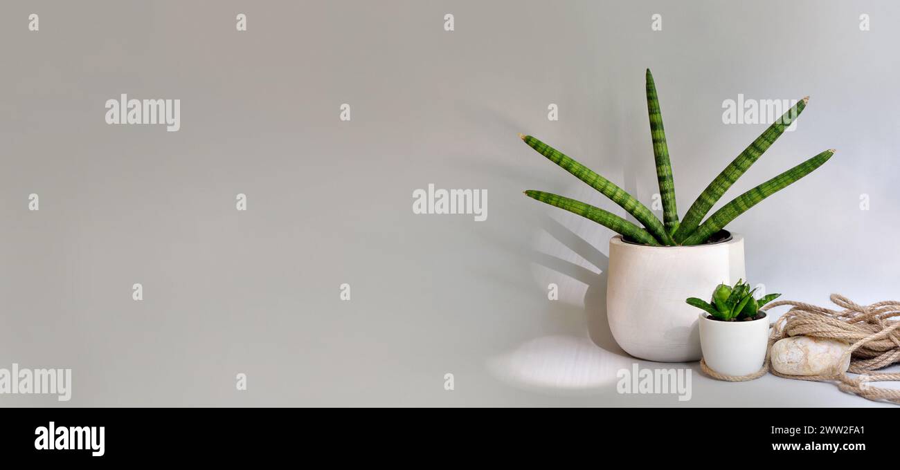 Sanseveria plants in a white pots. Big and small. Unique plant growth ...