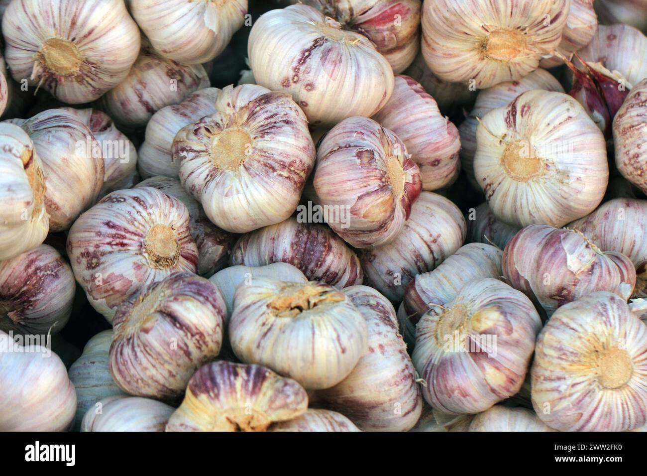 czech strong garlic as nice natural food background Stock Photo - Alamy