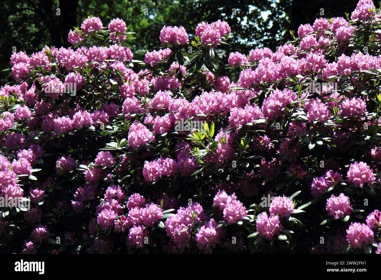 rhododendron flower as very nice flower background Stock Photo - Alamy
