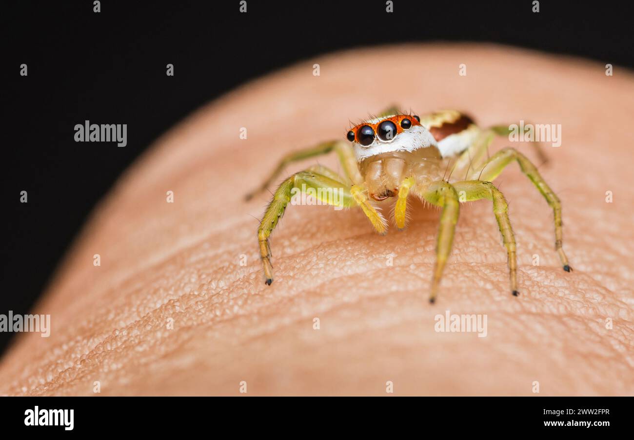 Close up a colorful jumping spider on human hand, macro shot, selective ...