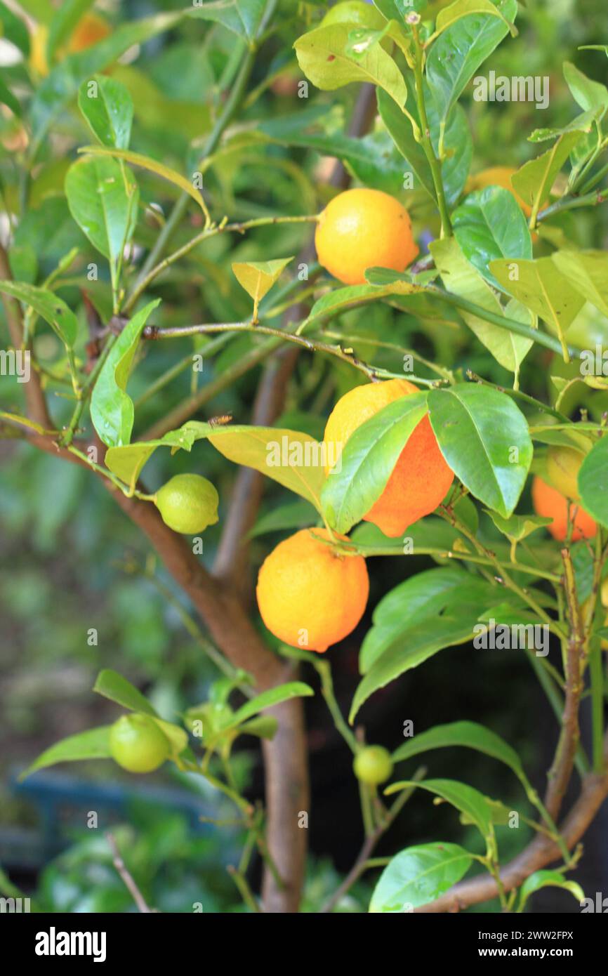 lemon tree as very nice natural food background Stock Photo - Alamy