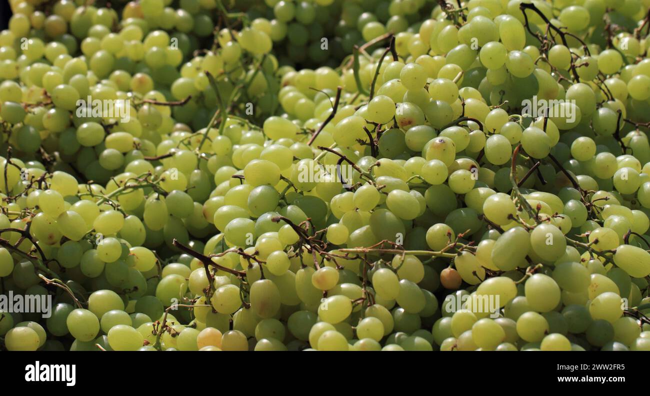 white grapes texture as nice fruit background Stock Photo - Alamy