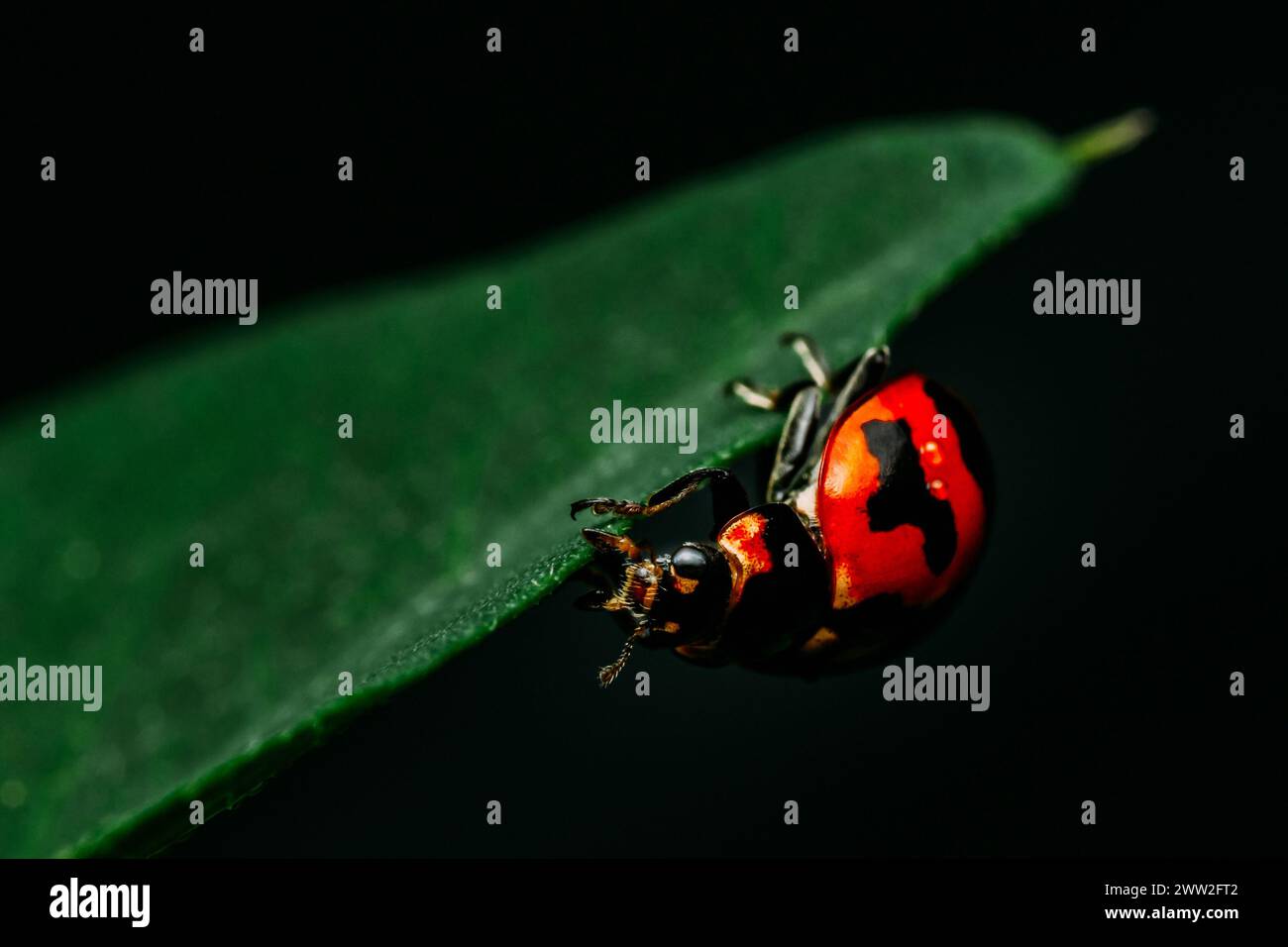 Colourful ladybugs hi-res stock photography and images - Alamy