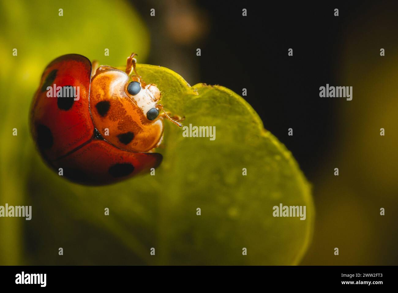 Colourful ladybugs hi-res stock photography and images - Alamy