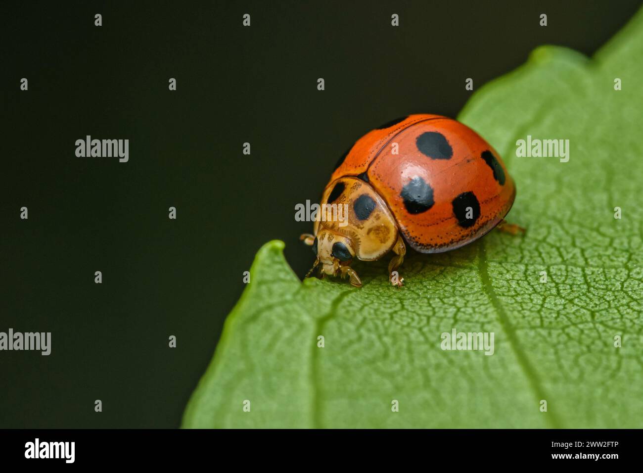 Colourful ladybugs hi-res stock photography and images - Alamy