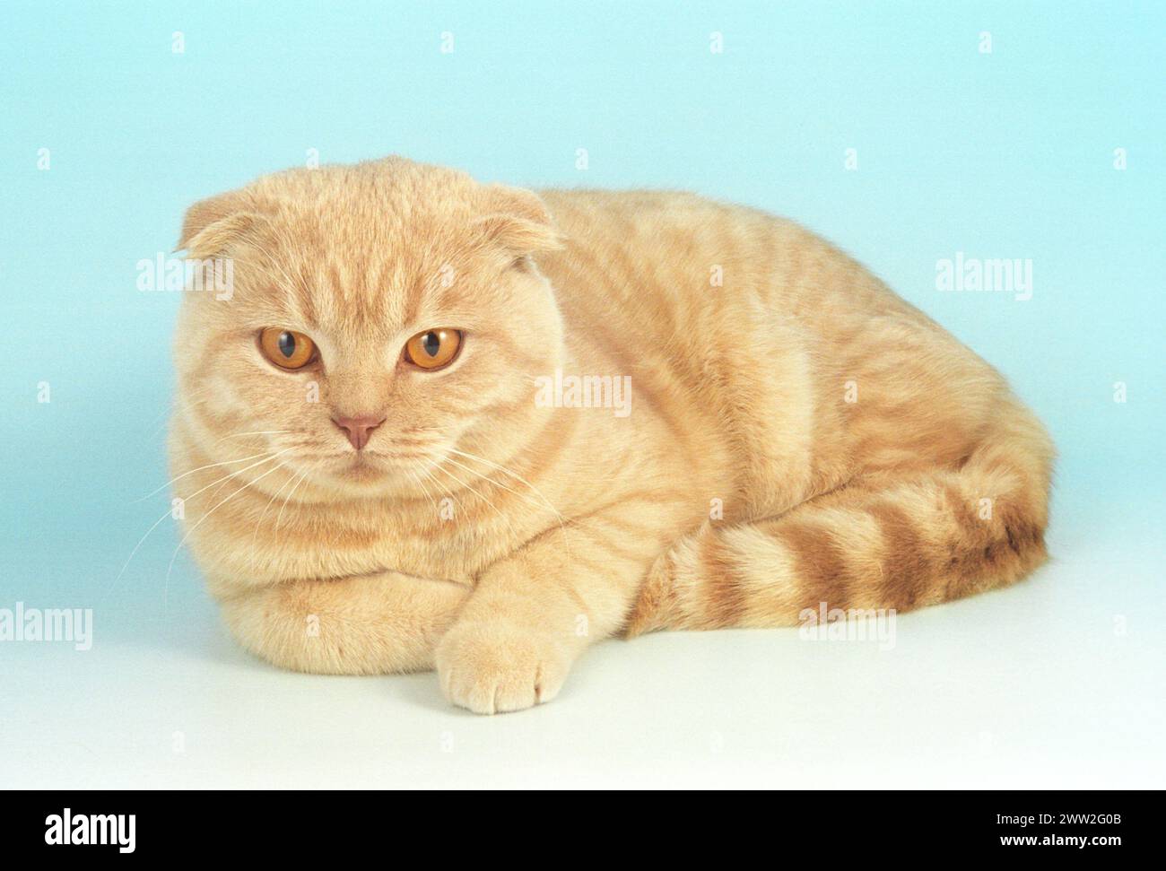 Scottish Fold Cream Cat Laying Forwards on a Sky Blue to White ...