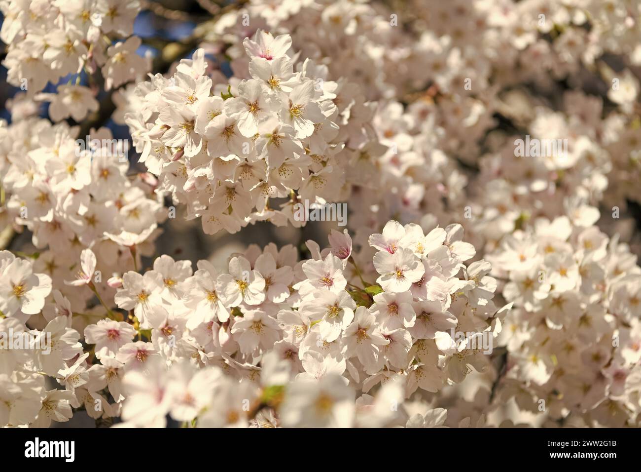blossom of sakura tree in spring season. bloom background Stock Photo ...