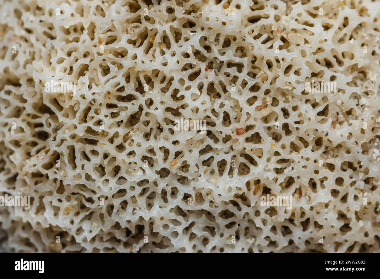 Close up Coral texture on the beach, Macro photography, Environmental ...
