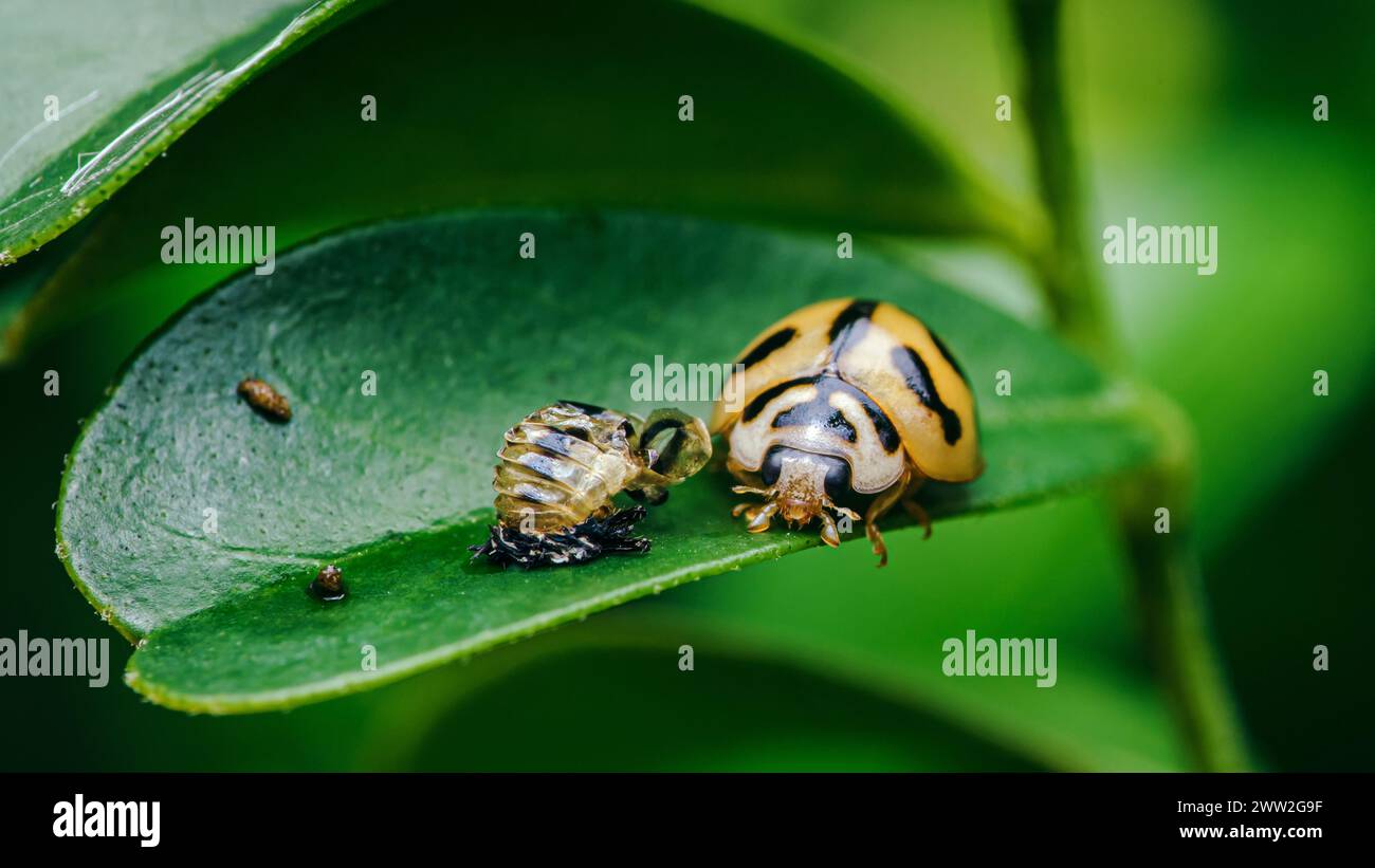 Colourful ladybugs hi-res stock photography and images - Alamy