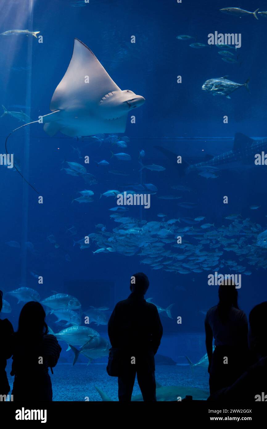 manta ray at Okinawa Churaumi Aquarium Stock Photo - Alamy