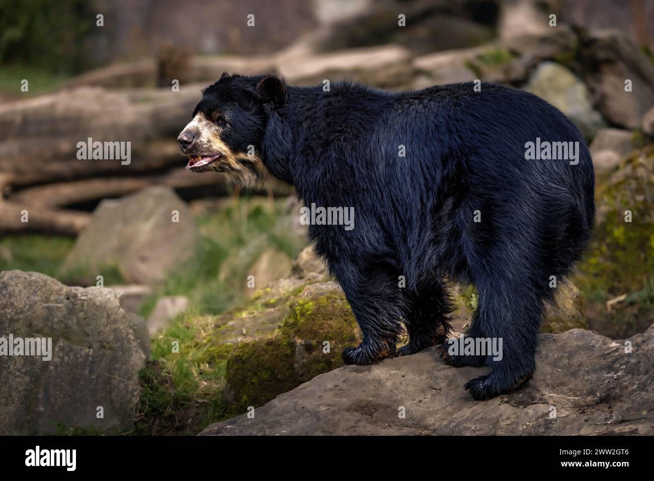 Black grizzly bear rock climbing hi-res stock photography and images ...