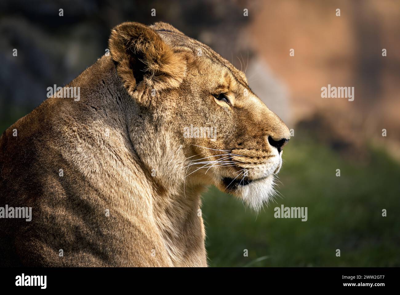 A lion in tall grass gazing intently at something in the distance Stock ...