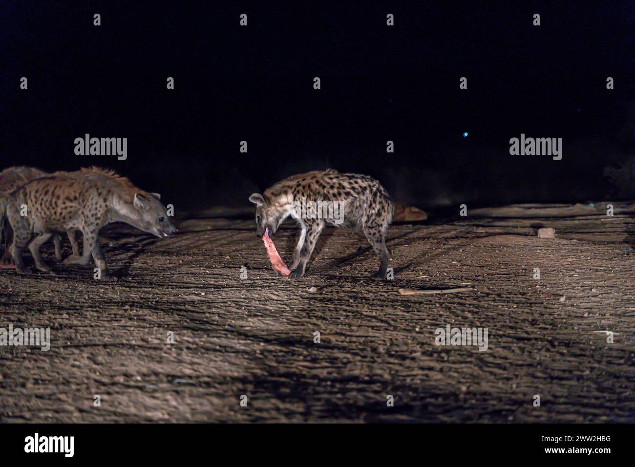 Hyenas at night hi-res stock photography and images - Alamy