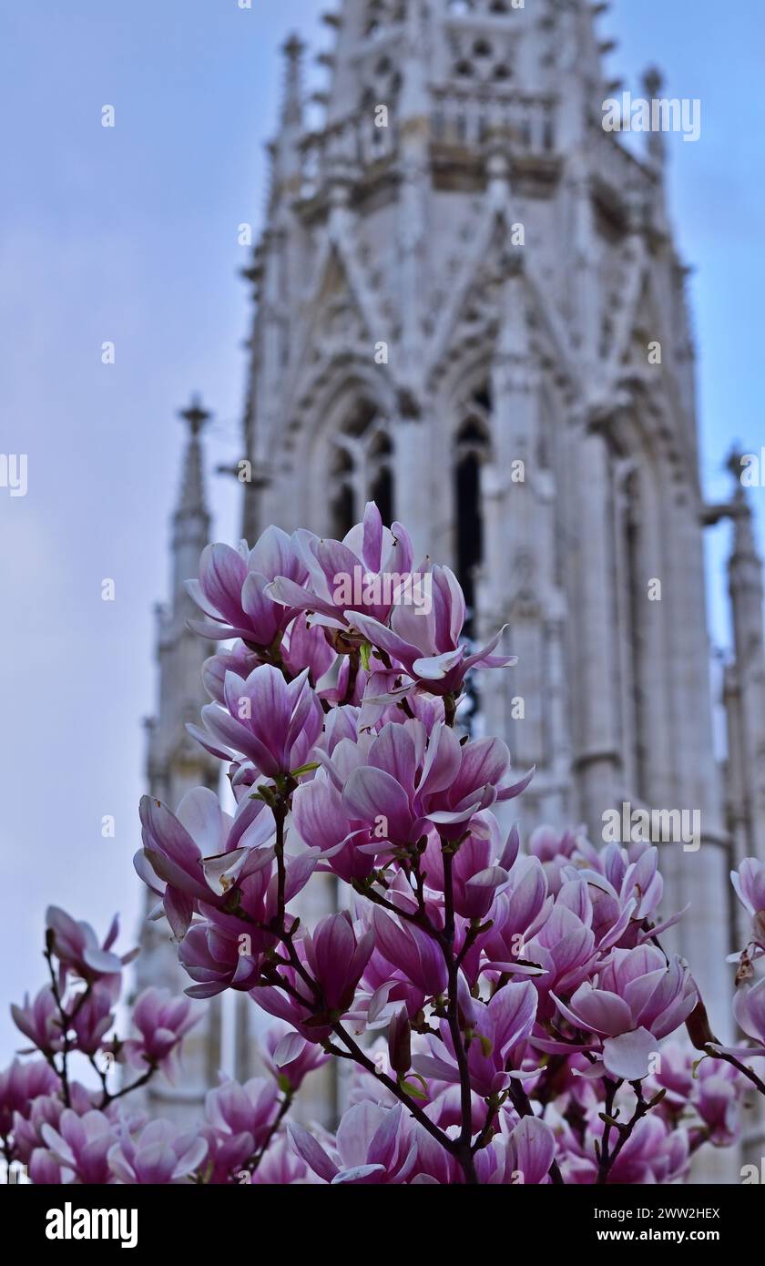 Magnolia tree in blossom in front of Votivkirche, Wien, vertical Stock ...