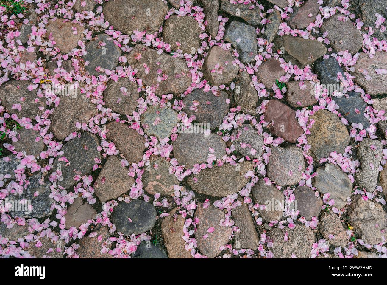 The stone pavement is strewn with pink flower petals that have fallen ...