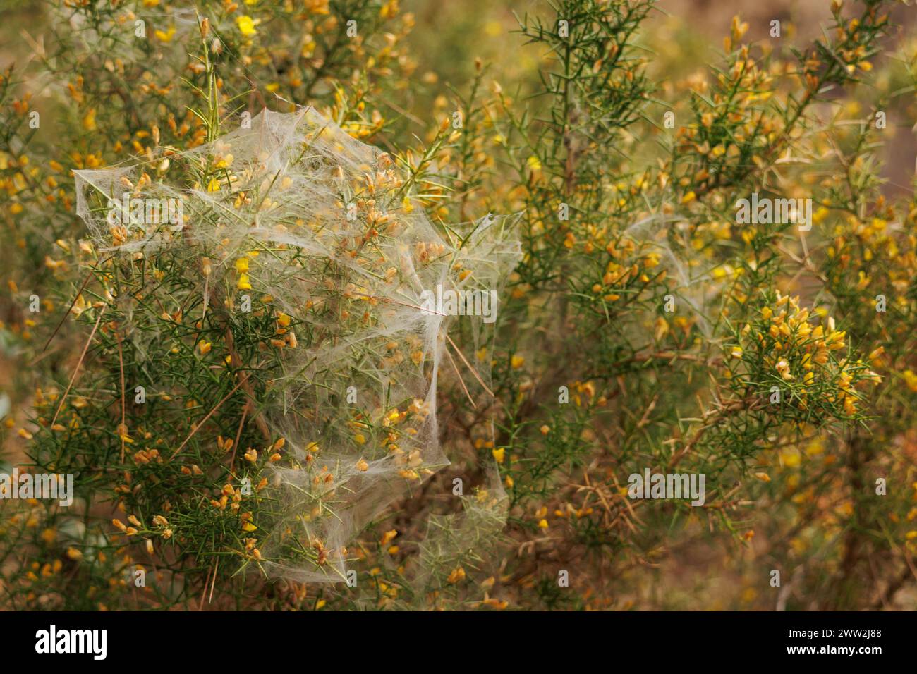 Community spider web in gorse bush (Genista scorpius) at the beginning ...