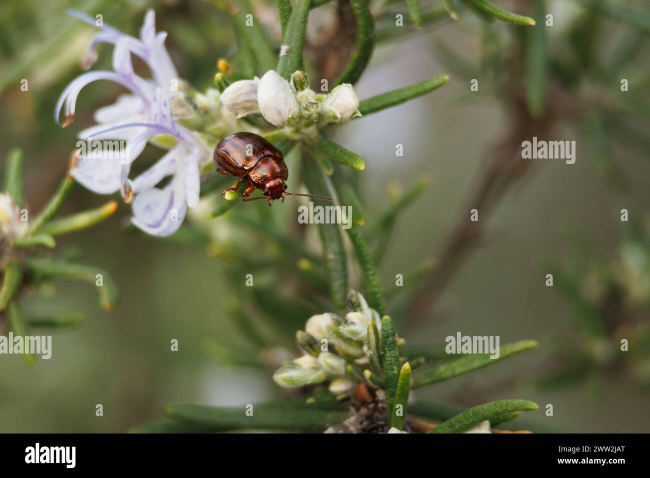 Rosemary beetle, Chrysolina Americana, on rosemary plant, Salvia ...
