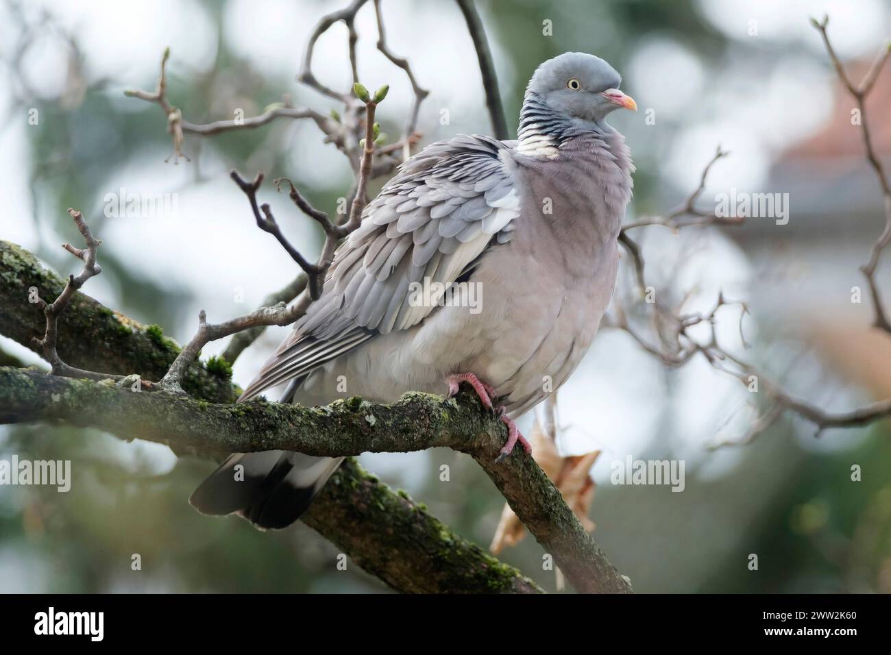 Columba palumbus (Columba palumbus Stock Photo - Alamy