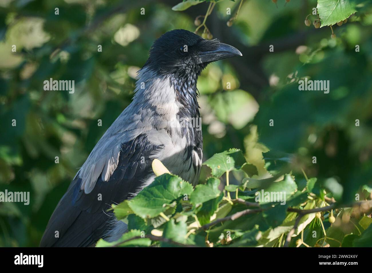 Natur Nebelkraehe Eine Nebelkraehe sitzt in einer Linde. Die ...