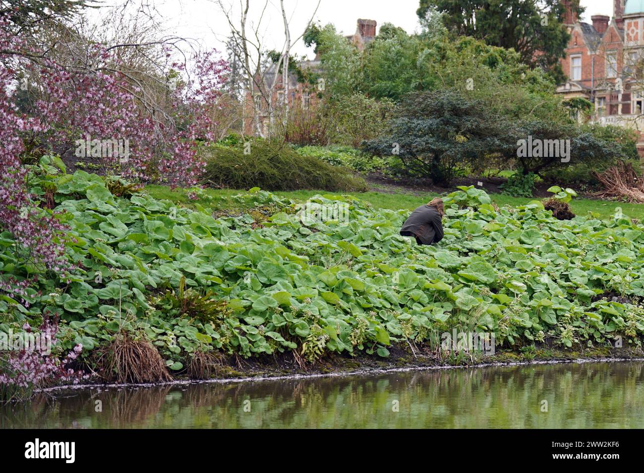 Butterbur, which has been used to create a dress that features in a new ...