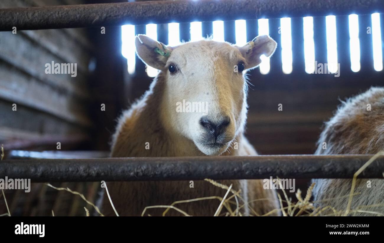 The sheep in an enclosed pen inside a rustic barn with scattered hay ...