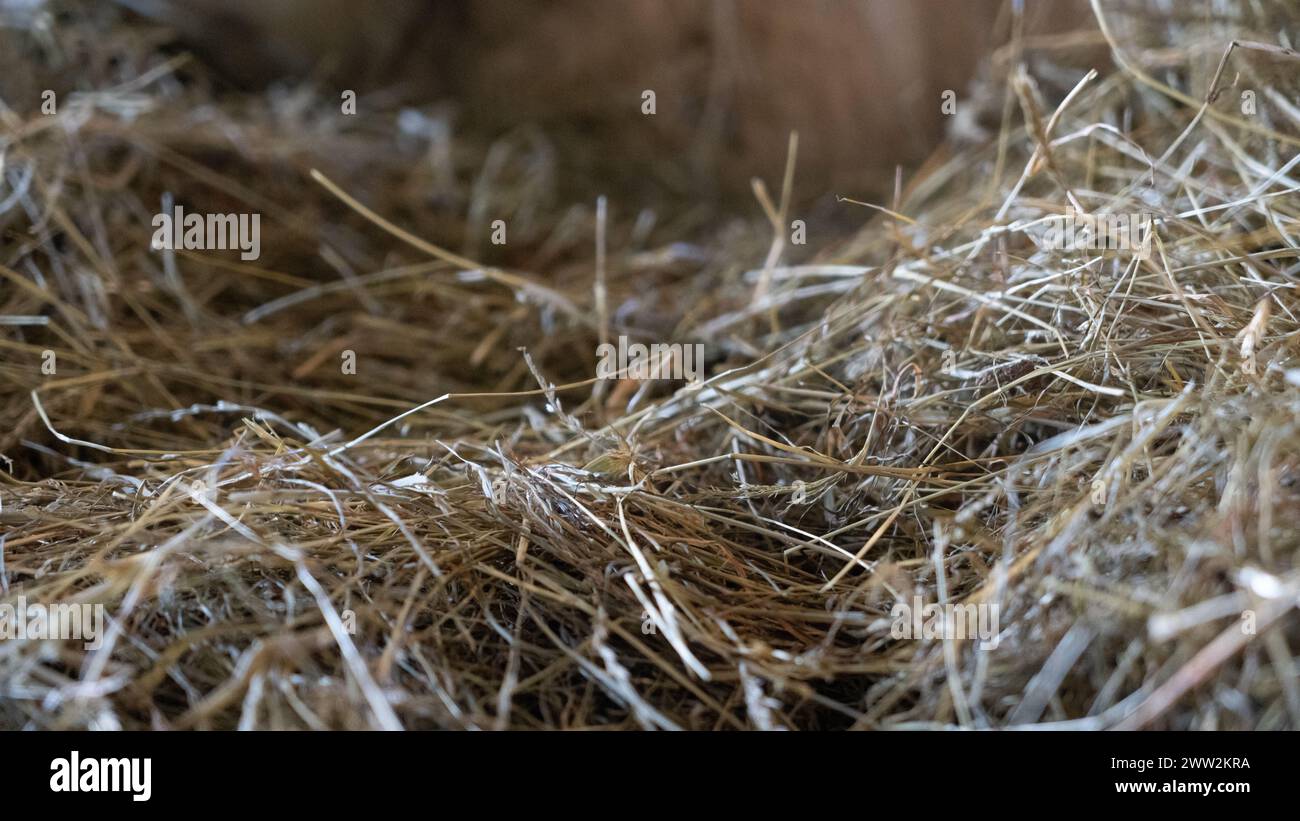 The yellow hay or straw farm texture background, dried grass backdrop ...