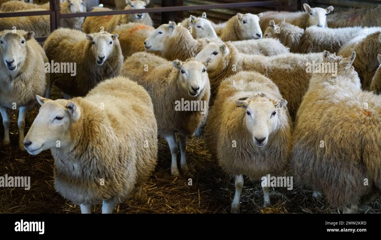 A flock of sheep inside a barn with hay Stock Photo - Alamy