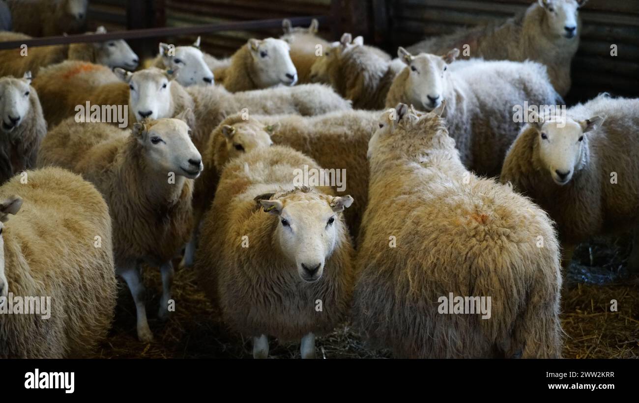 Inside barn hay hi-res stock photography and images - Alamy