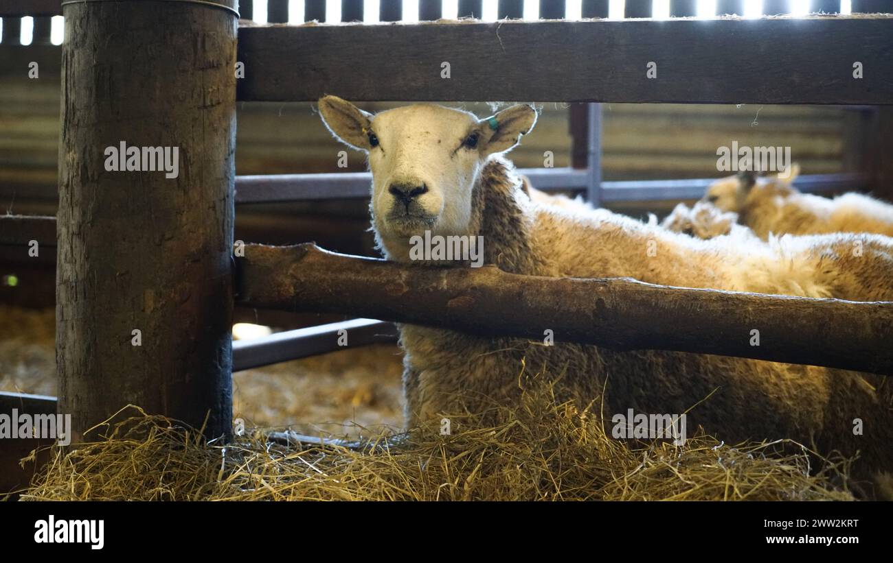 The sheep in an enclosed pen inside a rustic barn with scattered hay ...