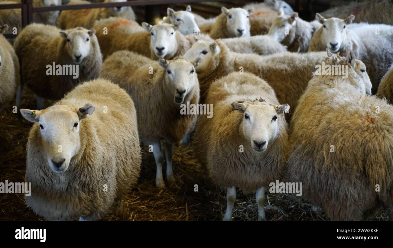 Group of sheep gathered hi-res stock photography and images - Alamy