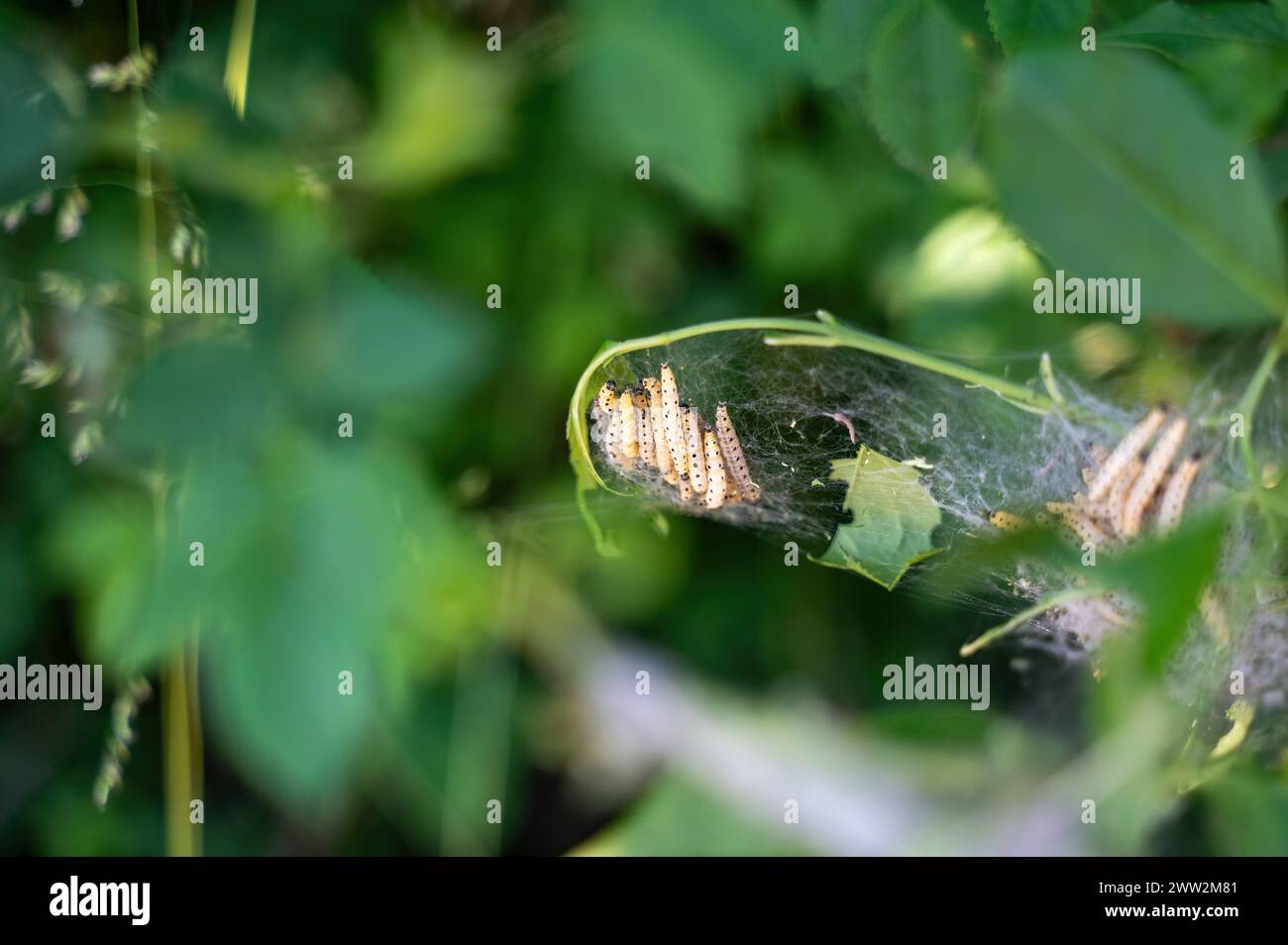 Spider moths hi-res stock photography and images - Alamy