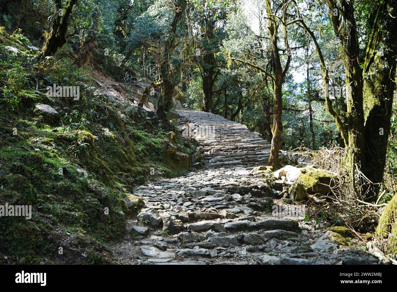 Natural landscape of rocky trail steps and trekking pathway among green ...