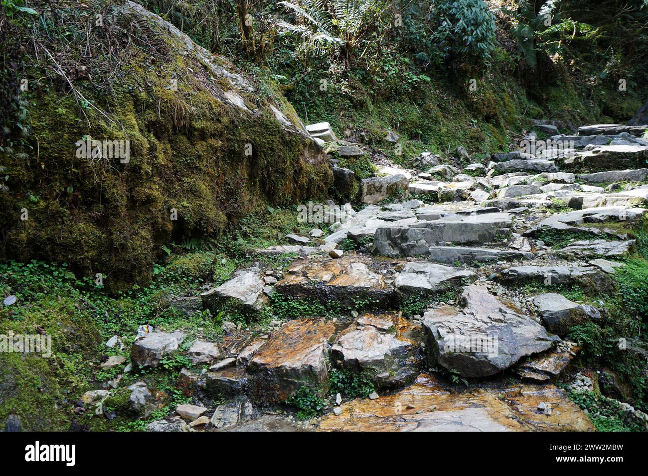 Natural landscape of rocky trail steps and trekking pathway among green ...