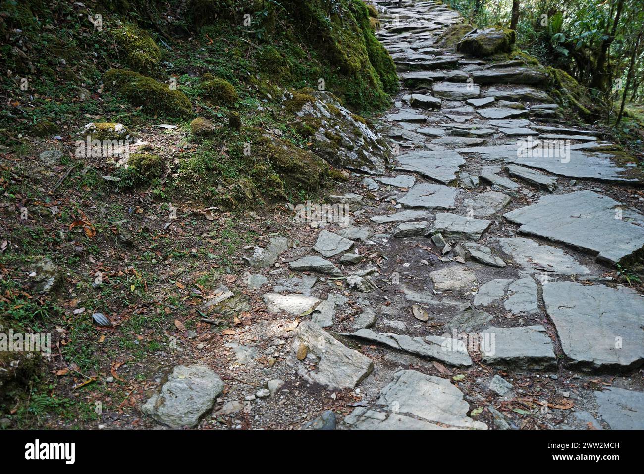 Natural landscape of rocky trail steps and trekking pathway among green ...